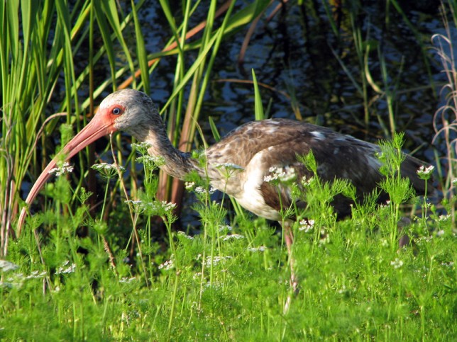 Cute White Ibis by Birdorable