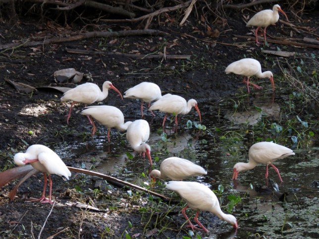Cute White Ibis by Birdorable