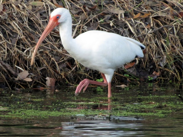 Cute White Ibis by Birdorable