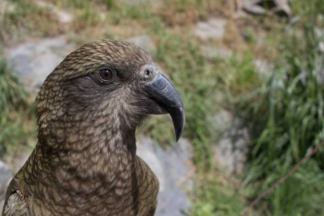 Cute Kea by Birdorable