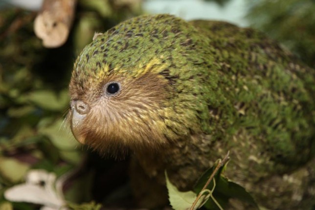 Cute Kakapo by Birdorable