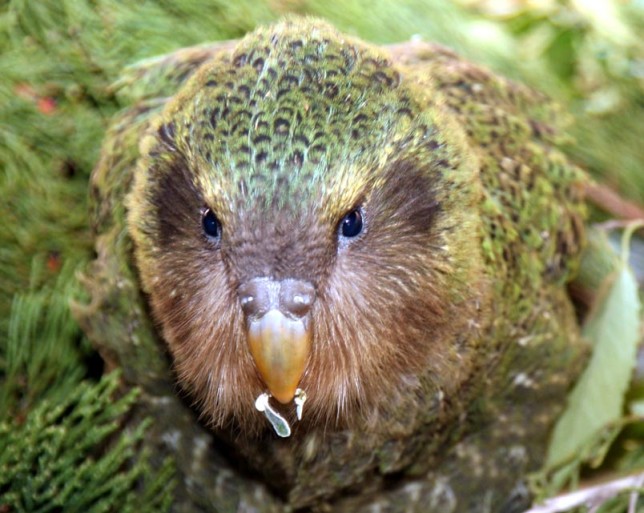 Cute Kakapo by Birdorable