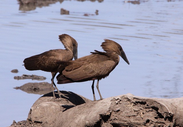 Meet the Hamerkop: Master Nest-Builder of Africa | Birdorable