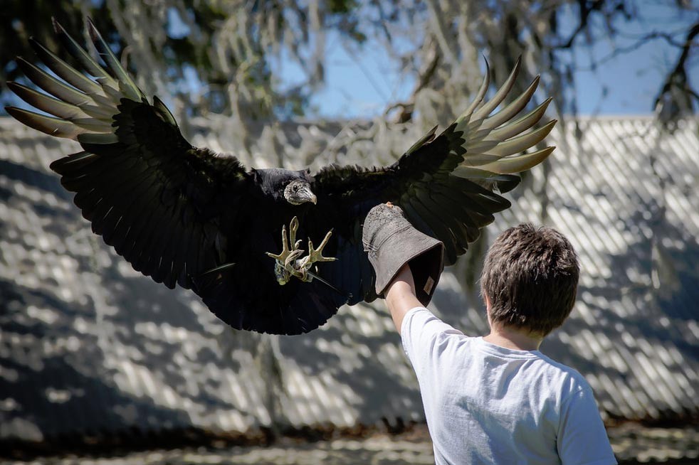 Meet the Cute American Black Vulture by Birdorable