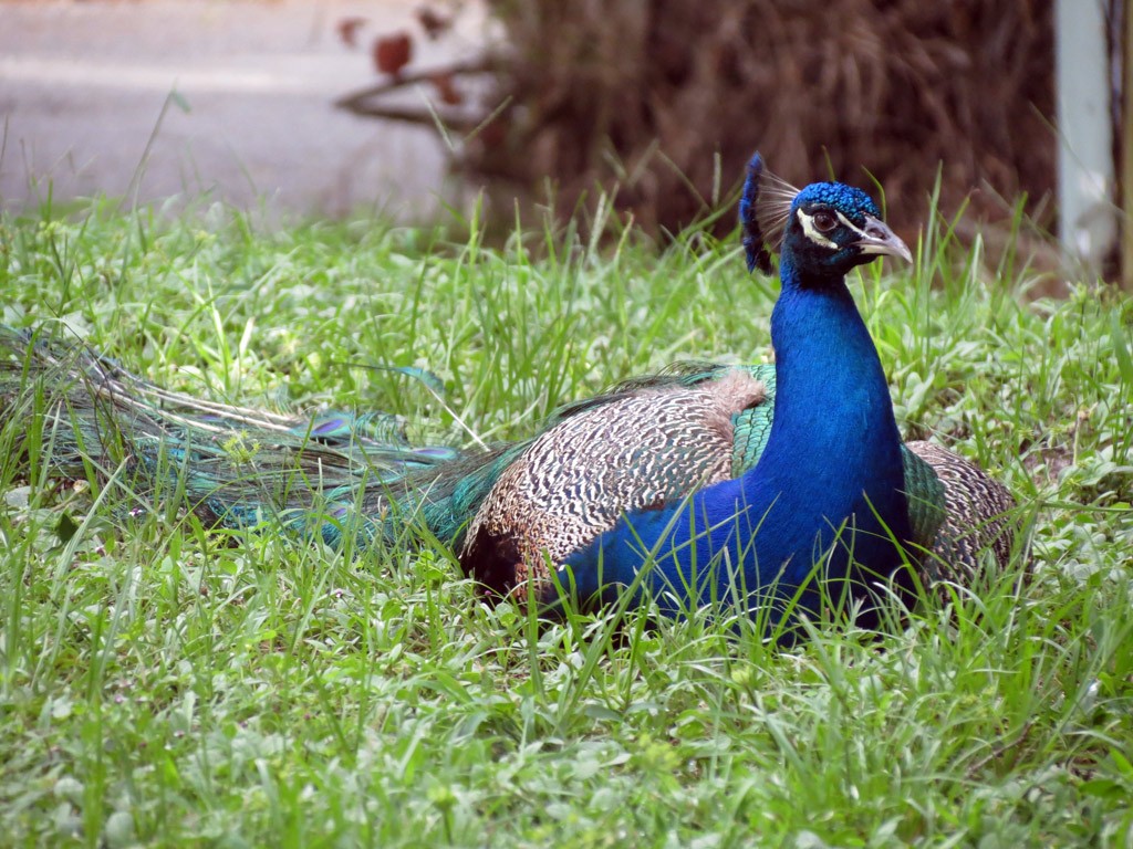 Cute Indian Peafowl by Birdorable