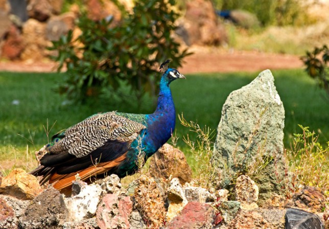 Cute Indian Peafowl by Birdorable