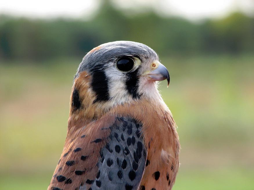 Cute American Kestrel / Sparrow Hawk by Birdorable