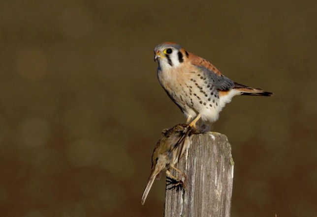 Cute American Kestrel / Sparrow Hawk by Birdorable