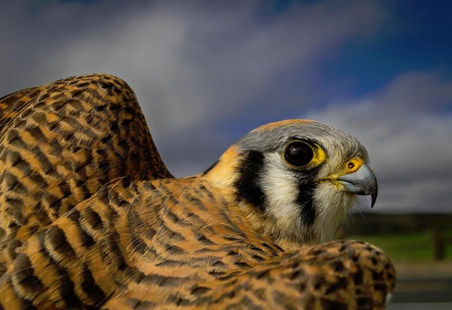 Cute American Kestrel / Sparrow Hawk by Birdorable