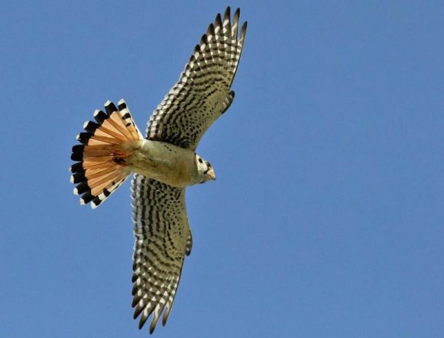 Cute American Kestrel / Sparrow Hawk by Birdorable