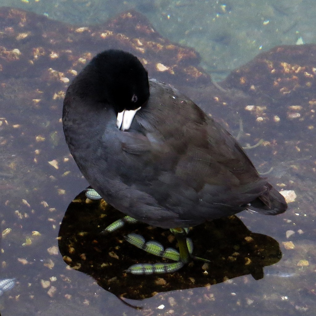 Cute American Coot by Birdorable