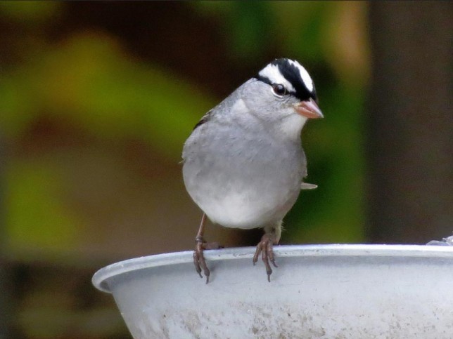 Meet the Cute White-crowned Sparrow by Birdorable