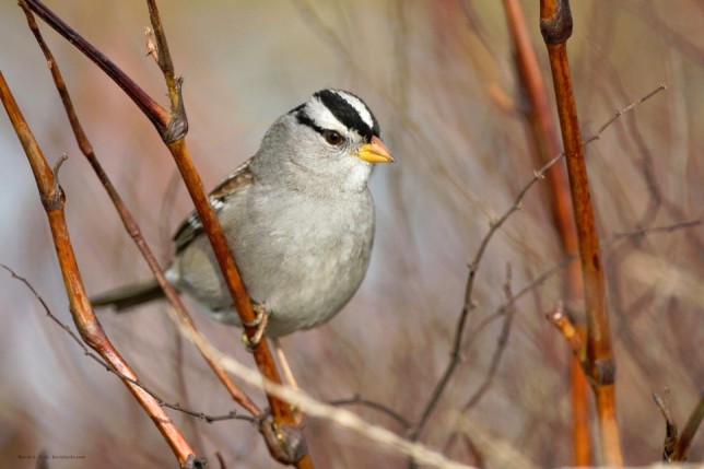 Meet the Cute White-crowned Sparrow by Birdorable