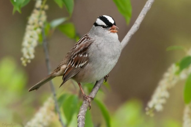 Meet the Cute White-crowned Sparrow by Birdorable