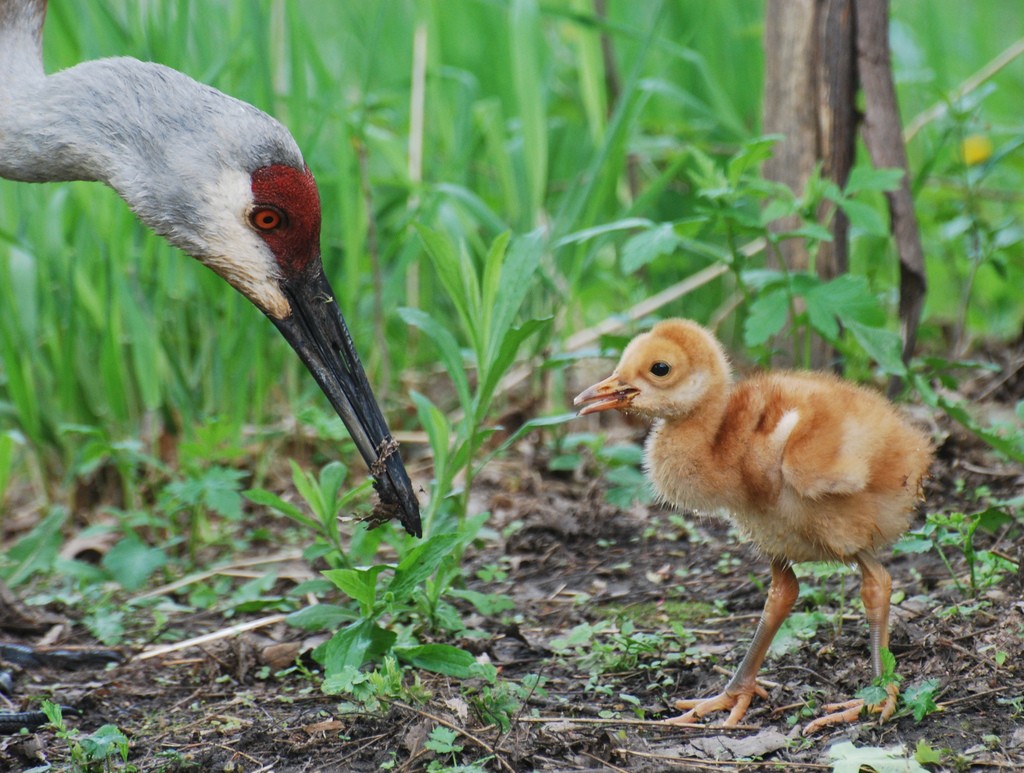 Cute Sandhill Crane by Birdorable