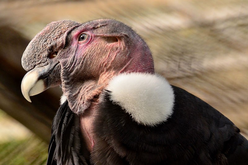 Cute Andean Condor by Birdorable