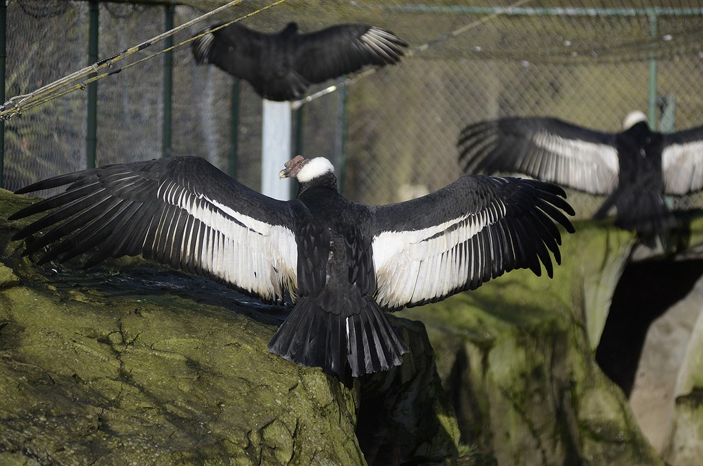 Cute Andean Condor by Birdorable