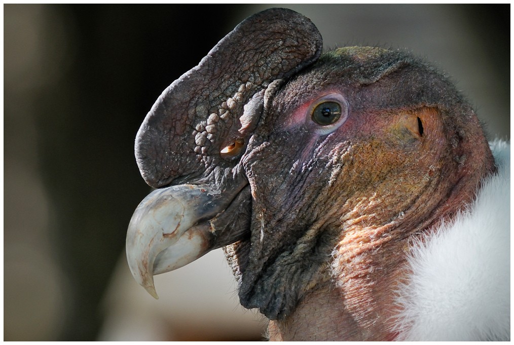 Cute Andean Condor by Birdorable