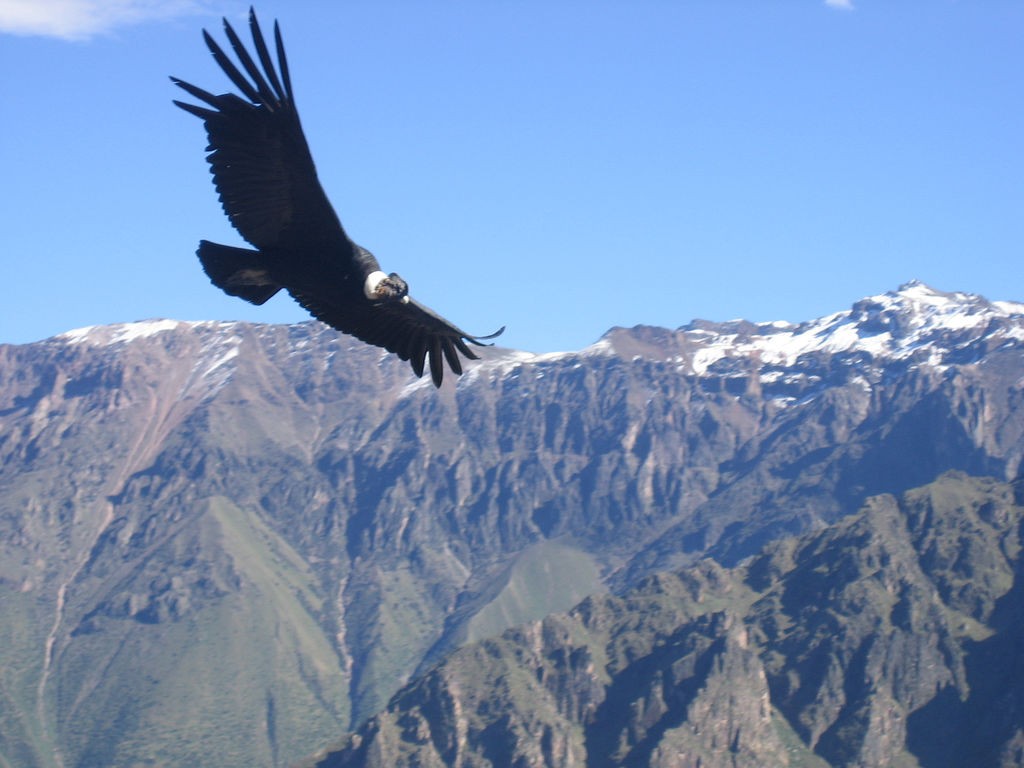 Cute Andean Condor by Birdorable