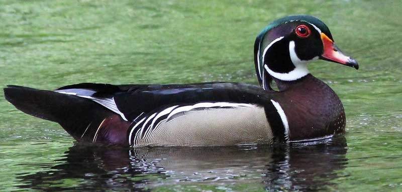 Cute Wood Duck by Birdorable