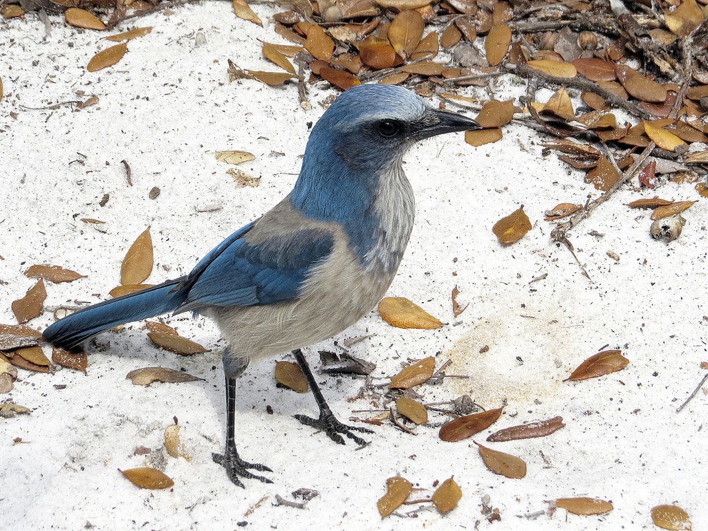 Florida Scrub-Jay - Endemic to Florida's Scrublands | Birdorable