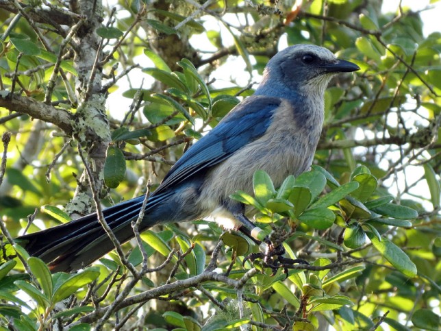 Florida Scrub-Jay - Endemic to Florida's Scrublands | Birdorable