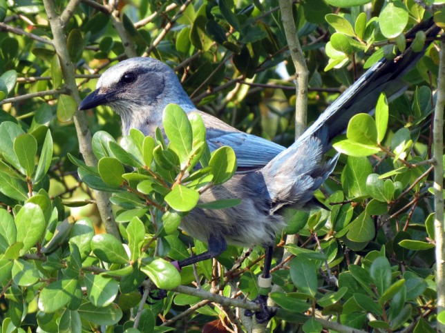 Florida Scrub-Jay - Endemic to Florida's Scrublands | Birdorable