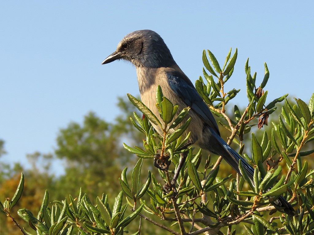 Florida Scrub-Jay - Endemic to Florida's Scrublands | Birdorable