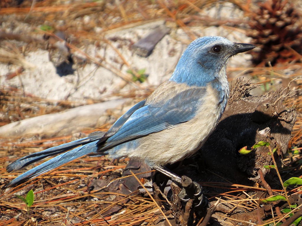 Florida Scrub-Jay - Endemic to Florida's Scrublands | Birdorable