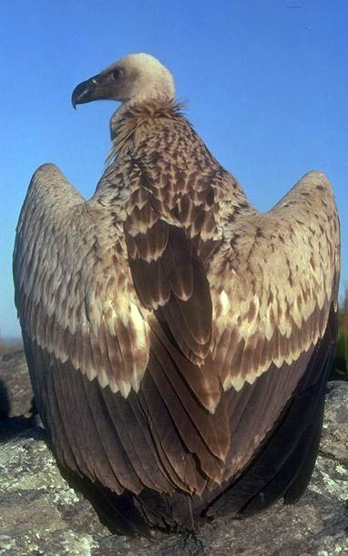 Learn About the Endangered Cape Vulture of Africa | Birdorable