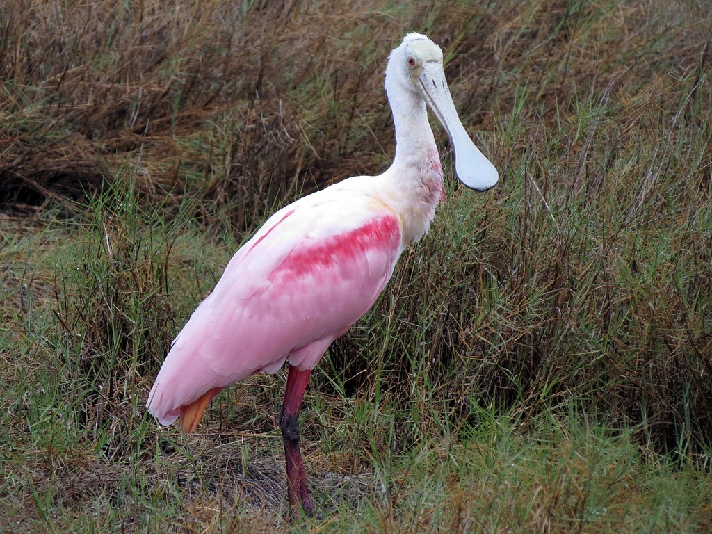 Cute Roseate Spoonbill by Birdorable