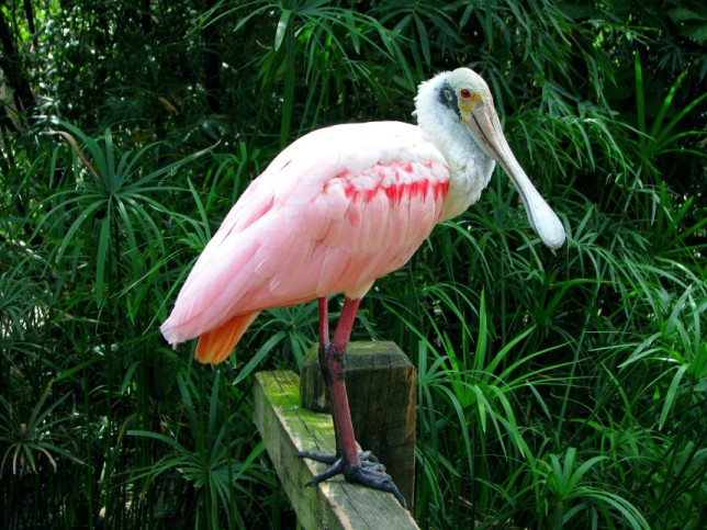 Cute Roseate Spoonbill by Birdorable