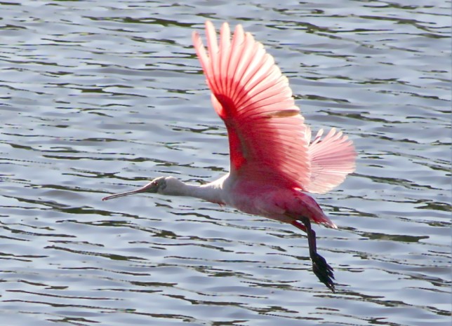 Cute Roseate Spoonbill by Birdorable