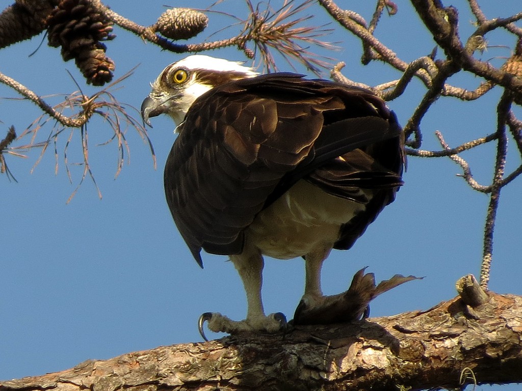 Cute Osprey by Birdorable