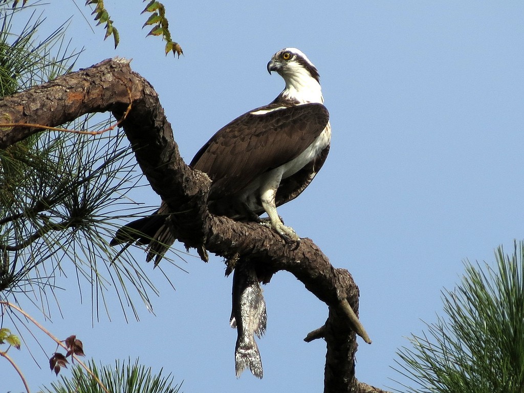 Cute Osprey by Birdorable