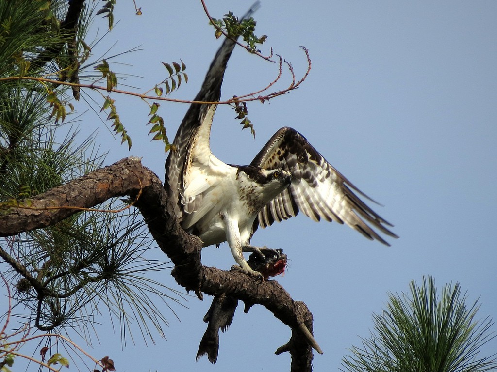 Cute Osprey by Birdorable