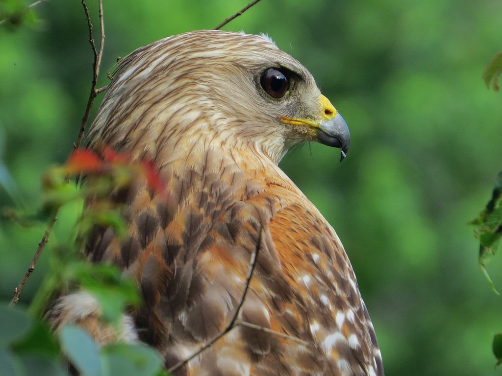 Cute Red-shouldered Hawk by Birdorable