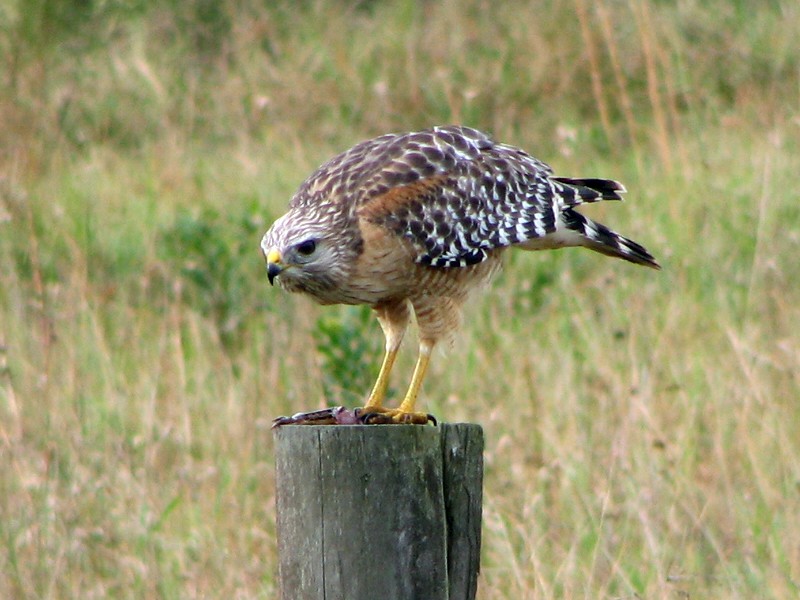 Cute Red-shouldered Hawk by Birdorable