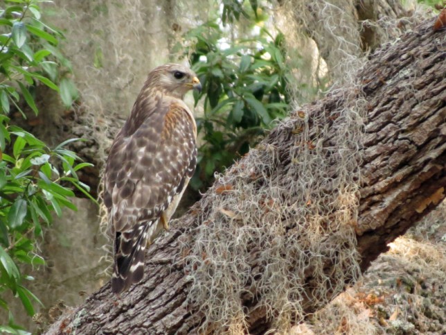 Cute Red-shouldered Hawk by Birdorable