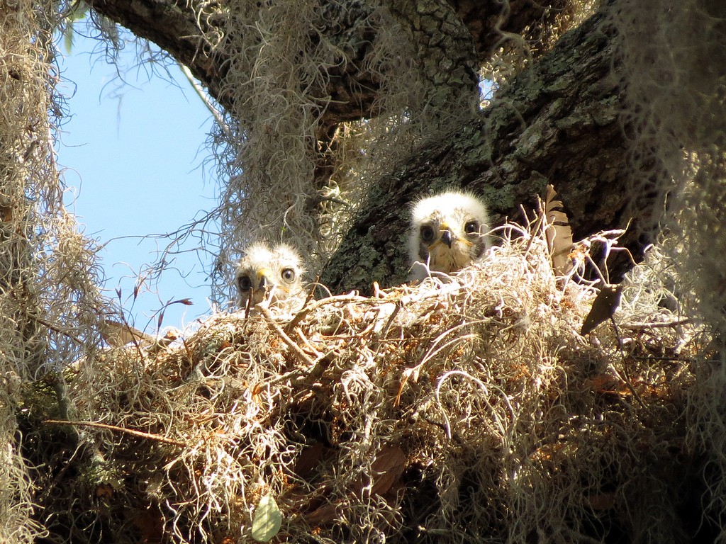 Cute Red-shouldered Hawk by Birdorable