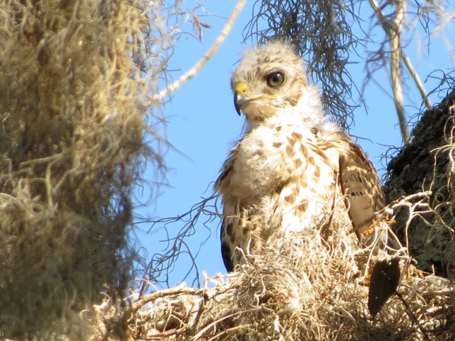 Cute Red-shouldered Hawk by Birdorable