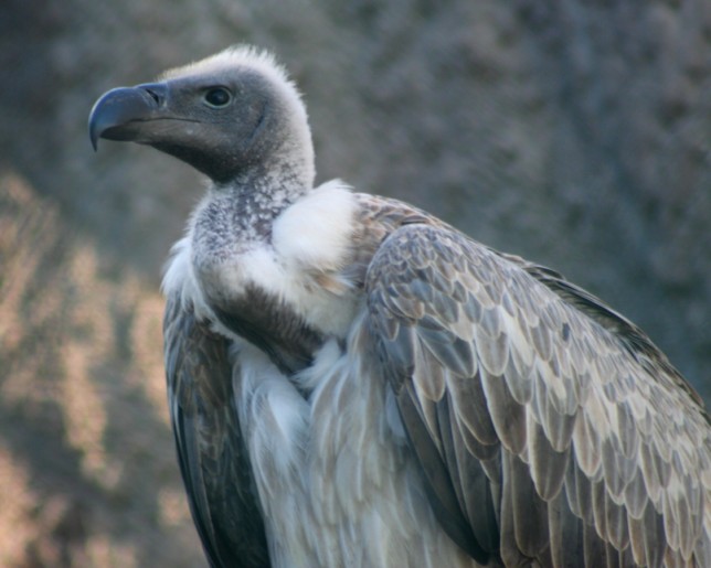 Meet the Cute White-rumped Vulture by Birdorable