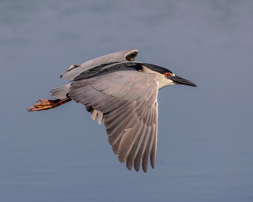 Meet the Nocturnal Black-crowned Night Heron | Birdorable Birds