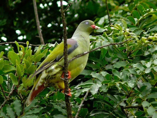 Meet the Cute African Green Pigeon by Birdorable