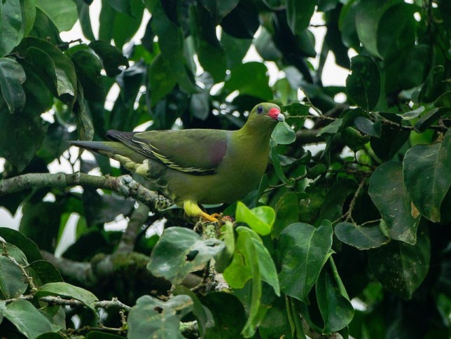 Meet the Cute African Green Pigeon by Birdorable