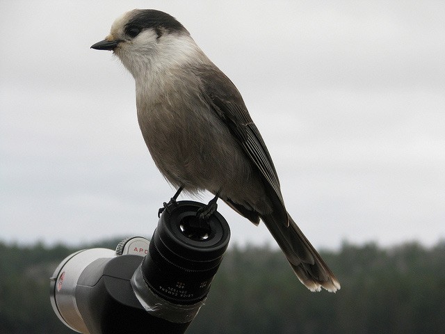 Meet the Canada Jay - The Clever Camp Robber | Birdorable Birds