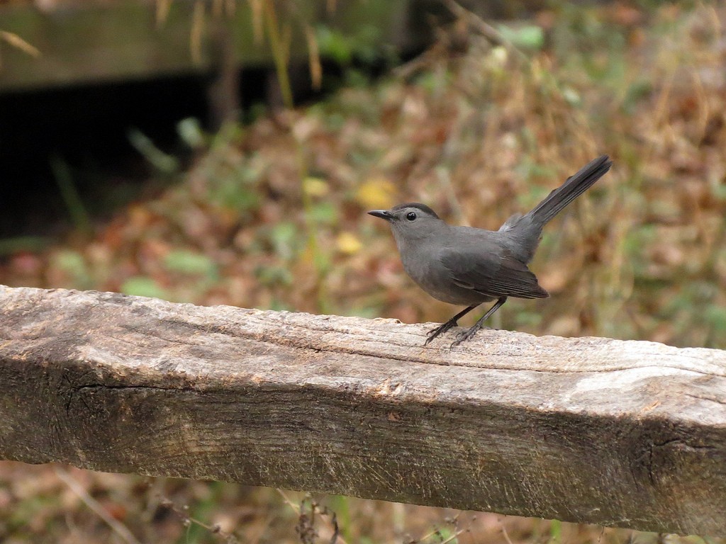 Cute Gray Catbird by Birdorable