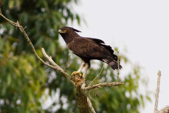 Meet the Long-tailed Eagle of Sub-Saharan Africa | Birdorable Birds