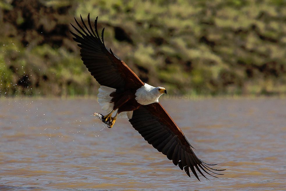The African Fish-Eagle: A Symbol of Wild Africa | Birdorable Birds