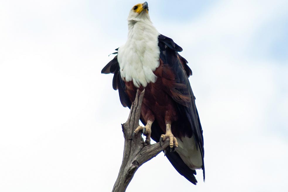 The African Fish-Eagle: A Symbol of Wild Africa | Birdorable Birds
